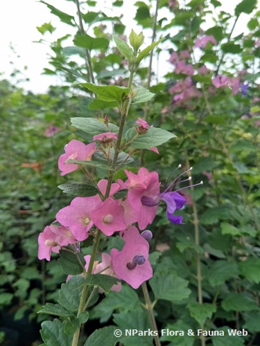 NParks | Karomia tettensis