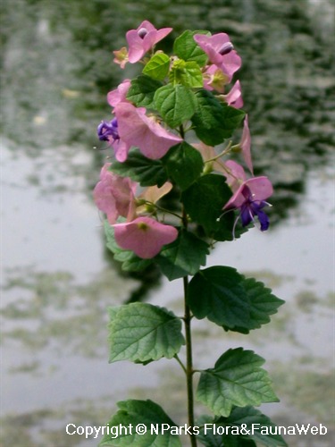 NParks | Karomia tettensis