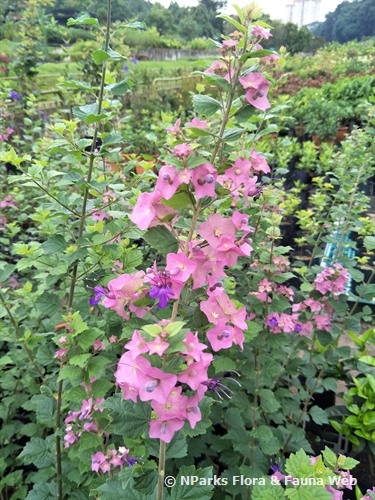 NParks | Karomia tettensis