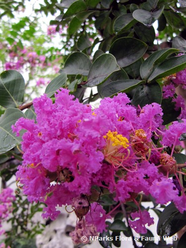 NParks | Lagerstroemia indica