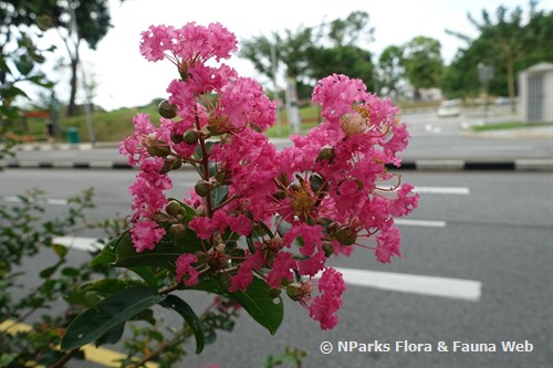 Tuong Vi Flower In English - Home Alqu