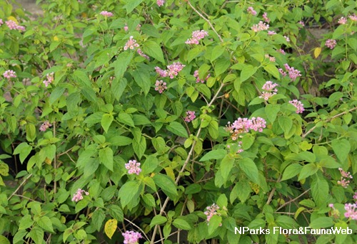 NParks | Lantana camara