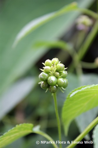 NParks | Lantana camara