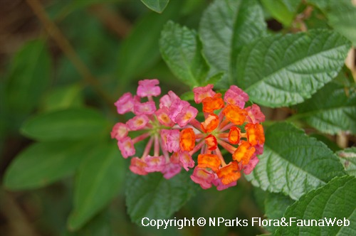 NParks | Lantana camara 'Spreading Sunset'
