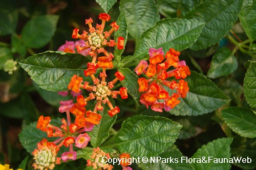 NParks | Lantana camara 'Spreading Sunset'