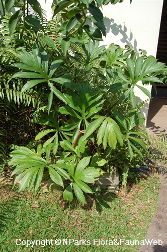 NParks | Lasia spinosa