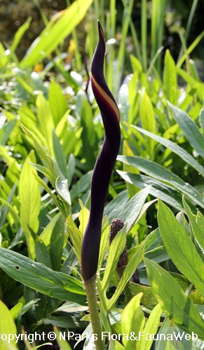 NParks | Lasia spinosa