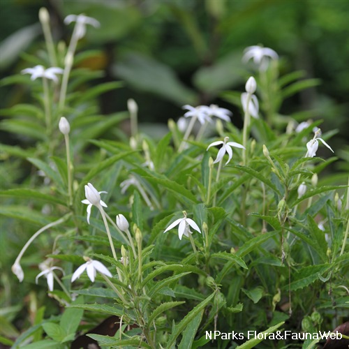 NParks | Hippobroma longiflora