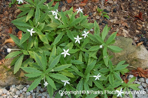 NParks | Hippobroma longiflora