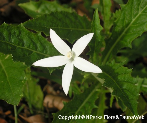 NParks | Hippobroma longiflora