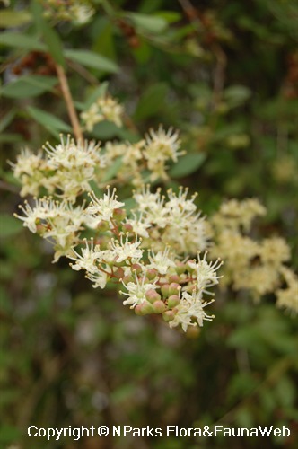 NParks | Lawsonia inermis