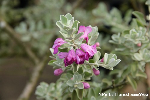 NParks | Leucophyllum frutescens