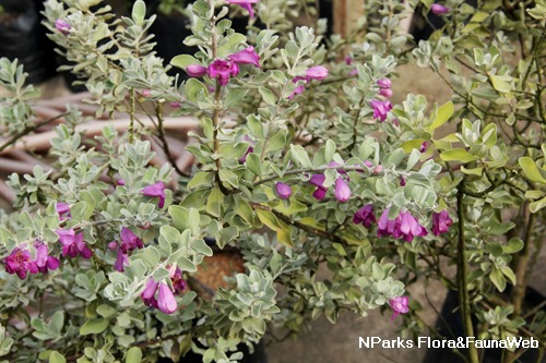 NParks | Leucophyllum frutescens