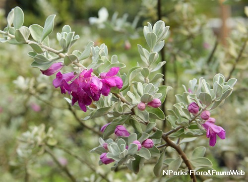NParks | Leucophyllum frutescens