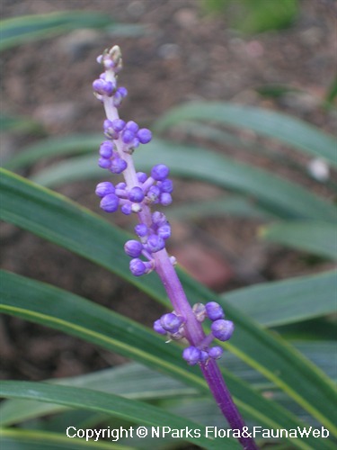 NParks | Liriope muscari
