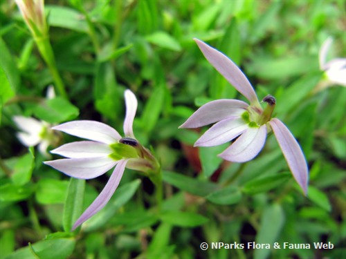 NParks | Lobelia chinensis