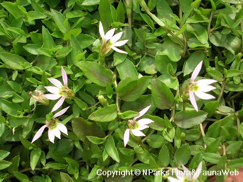 NParks | Lobelia chinensis