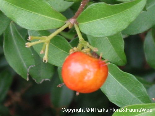 NParks | Malpighia punicifolia