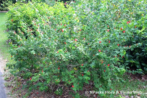 NParks | Malvaviscus arboreus