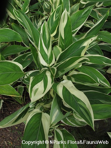 NParks | Maranta arundinacea (Variegated)