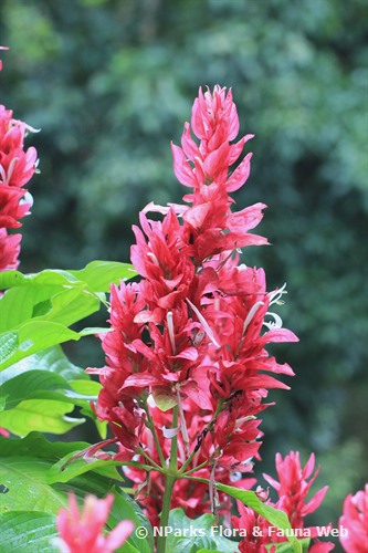 NParks | Megaskepasma erythrochlamys