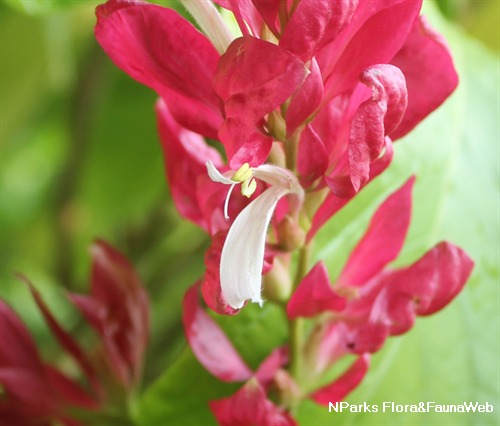 NParks | Megaskepasma erythrochlamys