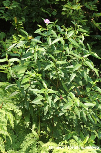 NParks | Melastoma malabathricum