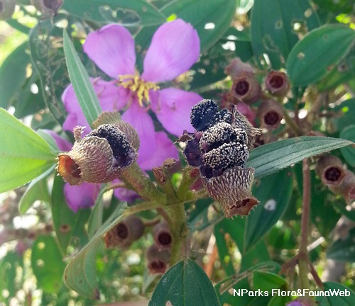 NParks | Melastoma malabathricum