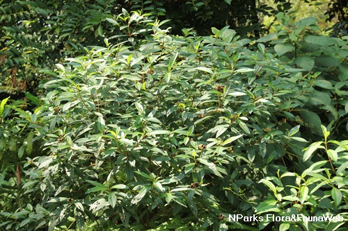 NParks | Melastoma malabathricum