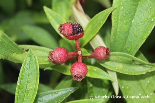 NParks | Melastoma malabathricum