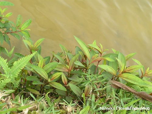 NParks | Melastoma malabathricum