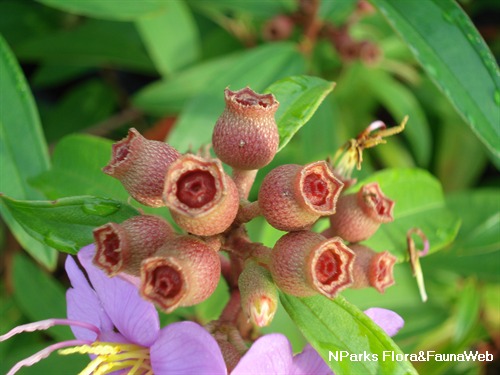 NParks | Melastoma malabathricum