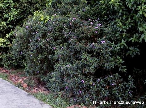 NParks | Melastoma malabathricum