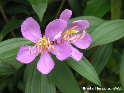 NParks | Melastoma malabathricum