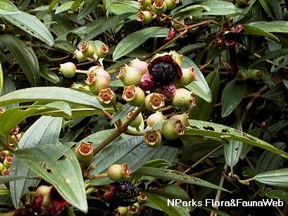 NParks | Melastoma malabathricum