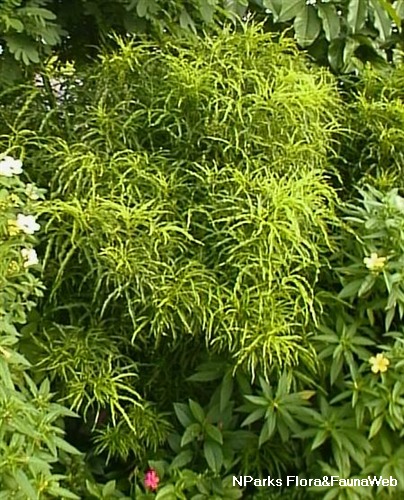 NParks | Euodia suaveolens var ridleyi