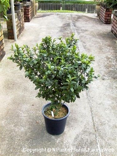 NParks | Magnolia figo