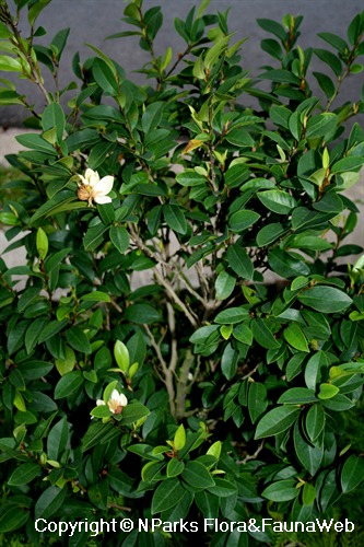 NParks | Magnolia figo