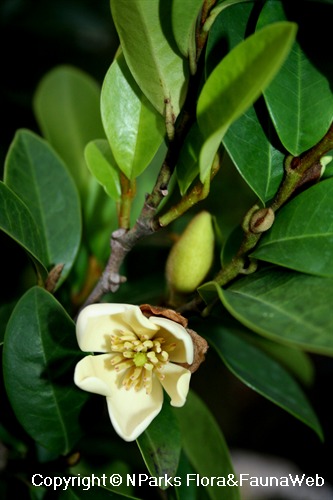 NParks | Magnolia figo