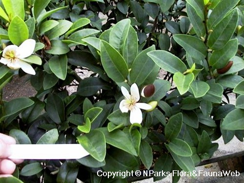 NParks | Magnolia figo