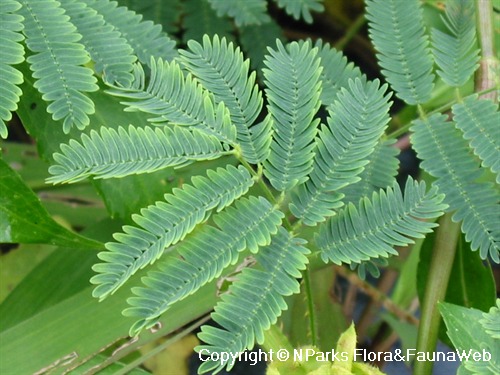 NParks | Mimosa diplotricha var inermis