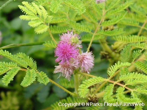 NParks | Mimosa diplotricha var inermis
