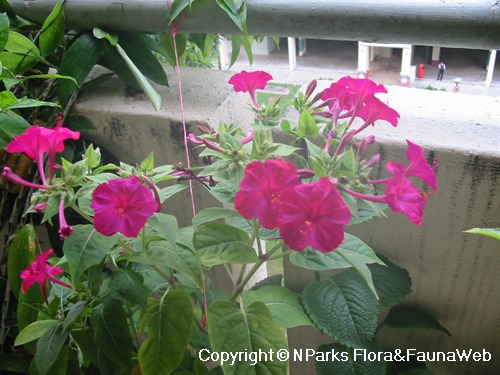 NParks | Mirabilis jalapa