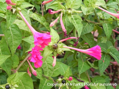 NParks | Mirabilis jalapa