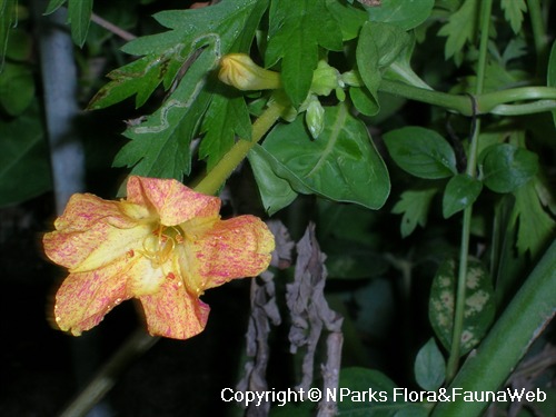 NParks | Mirabilis jalapa