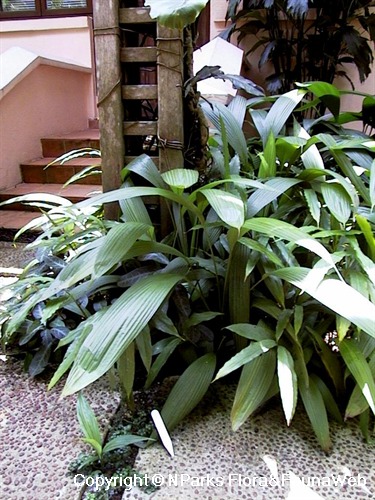 NParks | Molineria latifolia