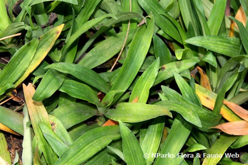 NParks | Murdannia bracteata