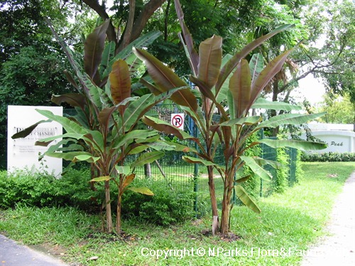 NParks | Musa acuminata var sumatrana