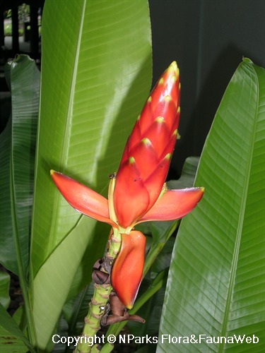NParks | Musa acuminata × balbisiana(AAB Group)'Pisang Raja'