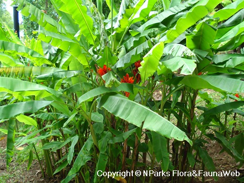 NParks | Musa coccinea